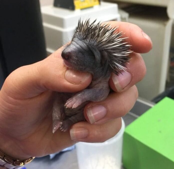 17 cuki állat, ami annyira apró, hogy bele tudna bújni a tenyeredbe ...