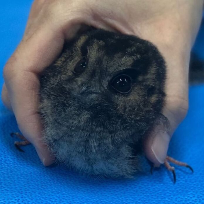 17 cuki állat, ami annyira apró, hogy bele tudna bújni a tenyeredbe ...