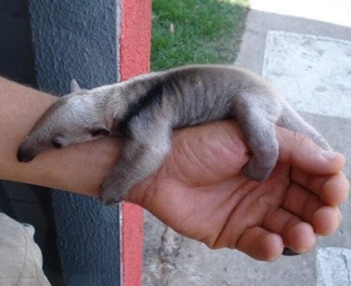 17 cuki állat, ami annyira apró, hogy bele tudna bújni a tenyeredbe ...