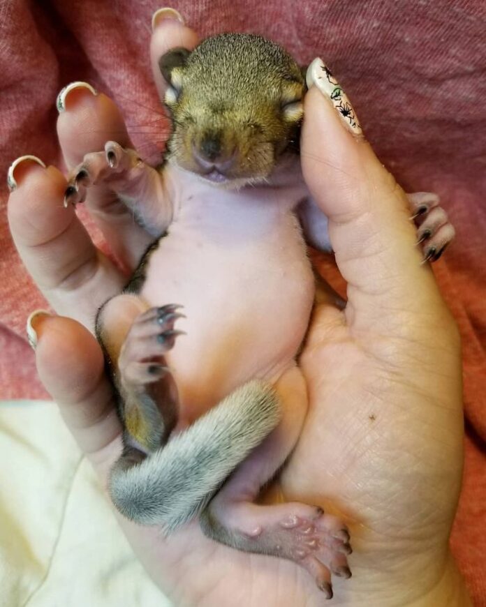 17 cuki állat, ami annyira apró, hogy bele tudna bújni a tenyeredbe ...