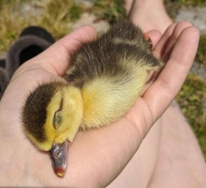 17 cuki állat, ami annyira apró, hogy bele tudna bújni a tenyeredbe ...