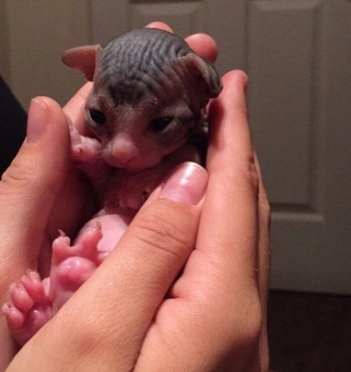 17 cuki állat, ami annyira apró, hogy bele tudna bújni a tenyeredbe ...